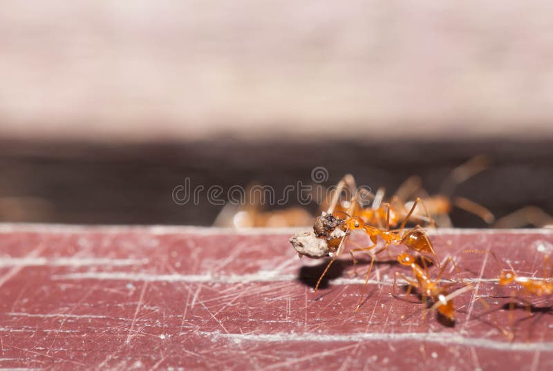 Strong ant carry food stock image. Image of plant, carry - 46033849