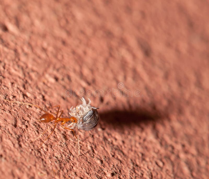 Strong Ant Move Bigger Insect Stock Image - Image of life, animal: 61411057