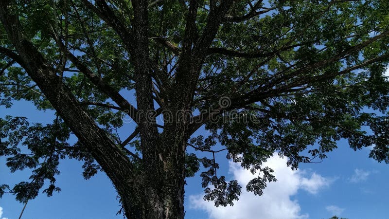 A Strong and Attractive Tree on Sunny Day Stock Image - Image of tree ...