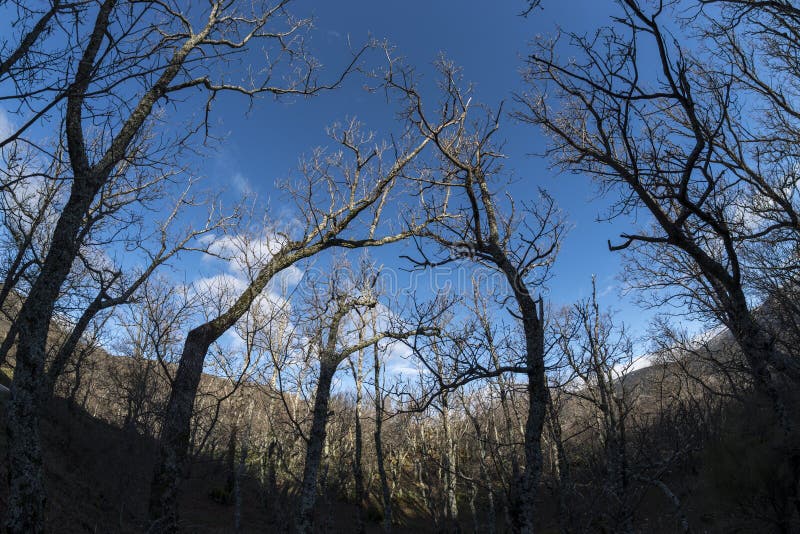 Strong Backlight in an Oak Forest Stock Image - Image of wood, scenic ...