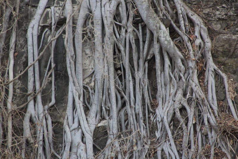 The strong banayan roots stock image. Image of egypt - 127872615