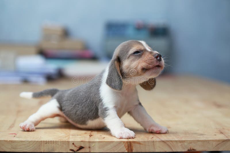 Strong Beagle Puppy in Action Stock Image - Image of shot, view: 89303401