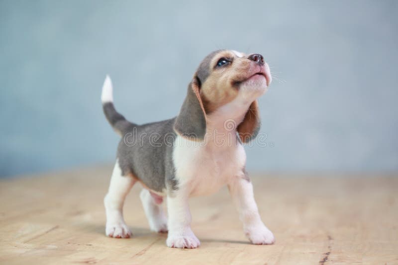 Strong Beagle Puppy in Action Stock Image - Image of month, canine ...