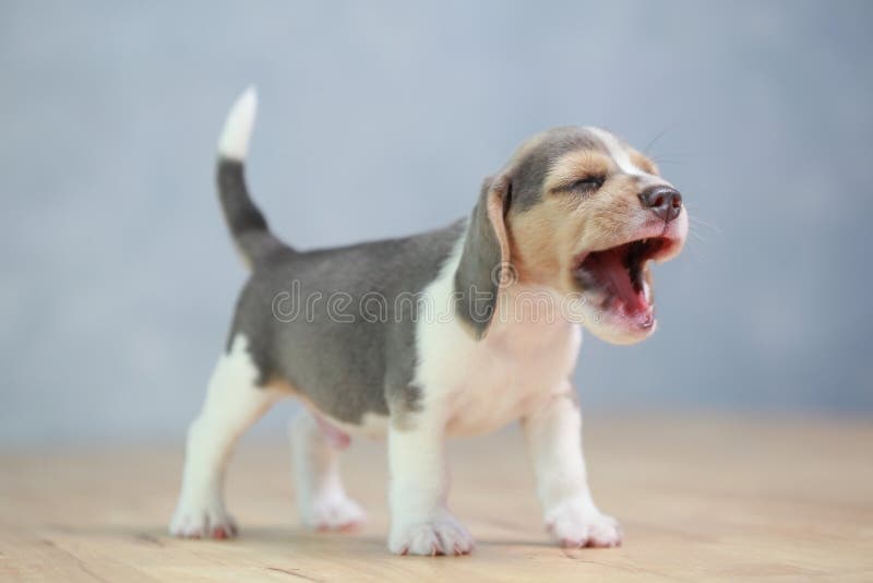 Strong Beagle Puppy in Action Stock Image - Image of eyes, white: 89363127