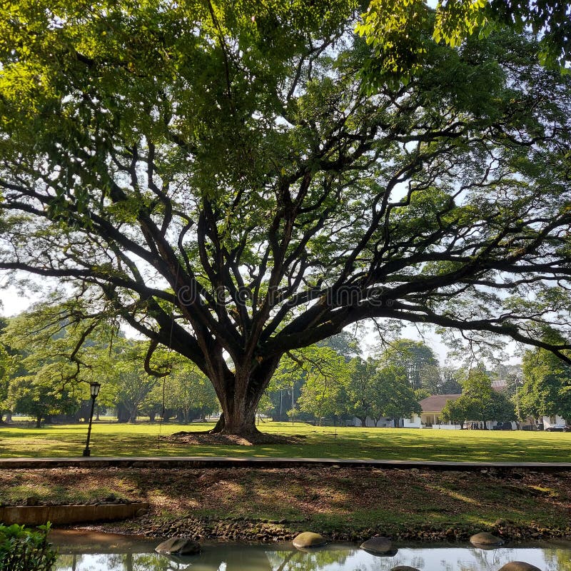 A Strong and Beautiful Hundreds Age of Tree Stock Photo - Image of ...