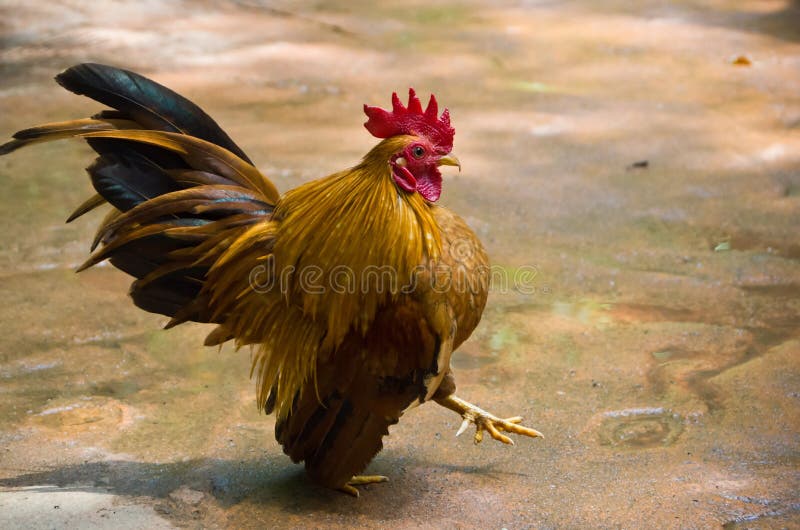 Strong and Big Rooster stock image. Image of summer, nature - 43922403