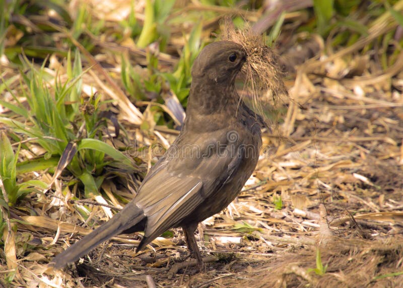 Strong bird stock photo. Image of nest, build, bird, preparing - 46108526