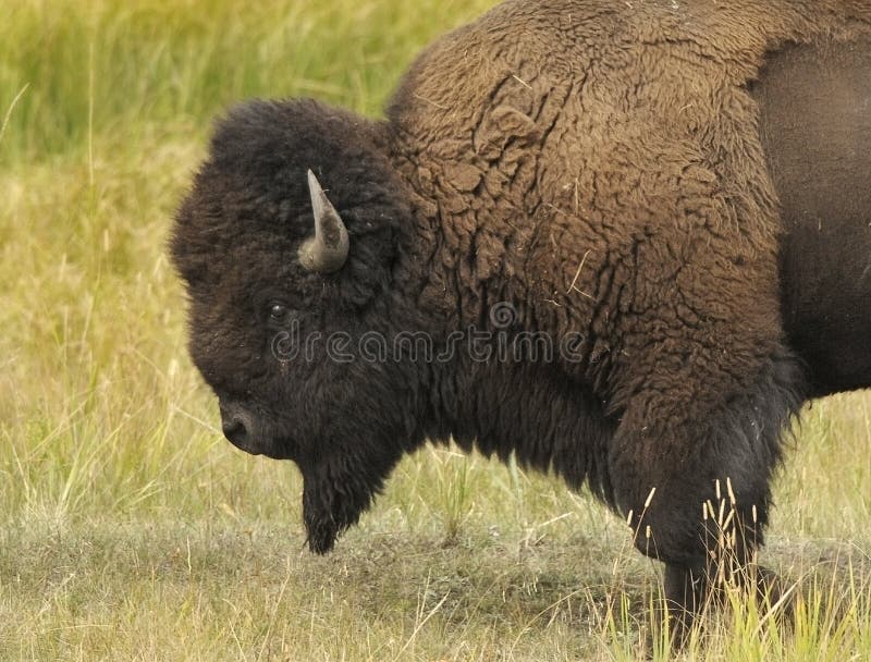 Strong Bison stock photo. Image of heavy, buffalo, bull - 11113952