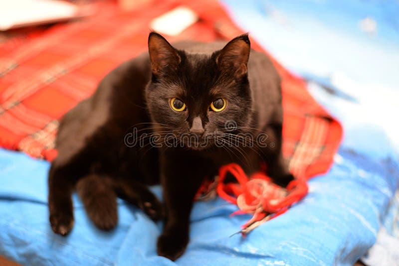 Strong Black Cat Sitting on the Sofa. Stock Photo - Image of look ...