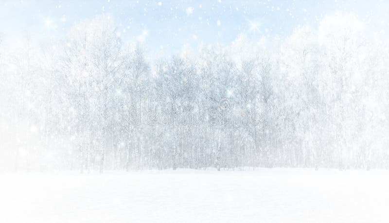 Strong Blizzard in a Birch Grove Stock Image - Image of outdoors ...