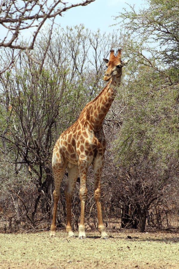 Strong Bodied Giraffe Standing Next To Trees Stock Photo - Image of ...