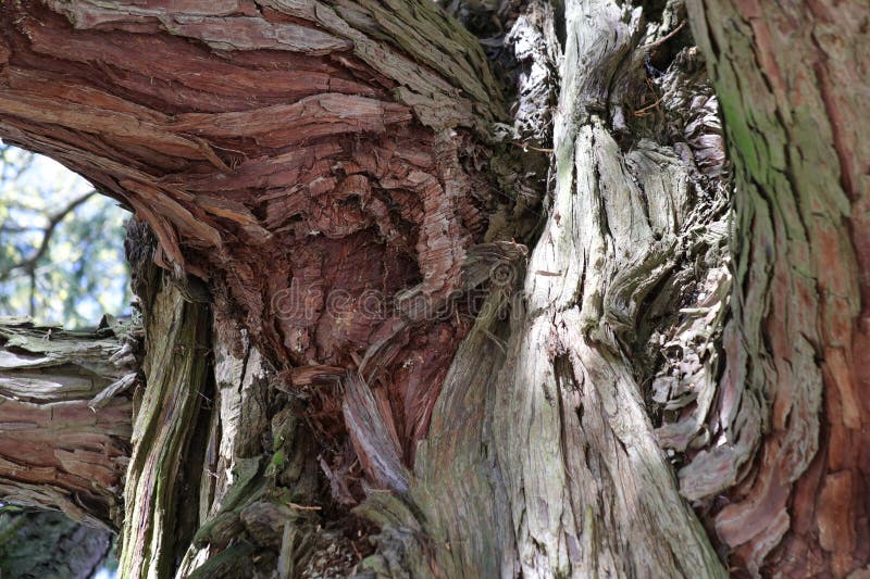 A Strong Branch Grows from an Old Trunk Stock Image - Image of nature ...