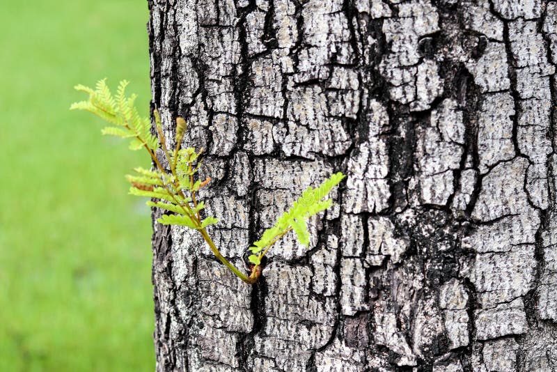 A Strong Branches Growing in the Trunk Stock Image - Image of ...