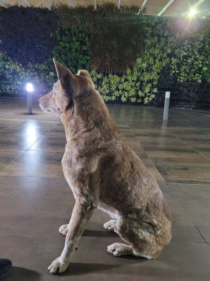 Strong Brave Stray Dog Sitting Pose Stock Image - Image of stray, pose ...