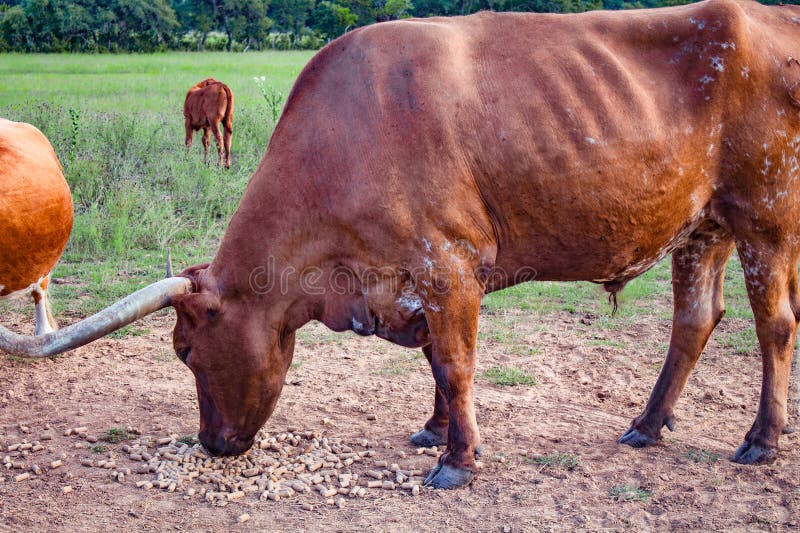 A Strong Brown Texas Bull Eats Pellets of the Ground Stock Photo ...