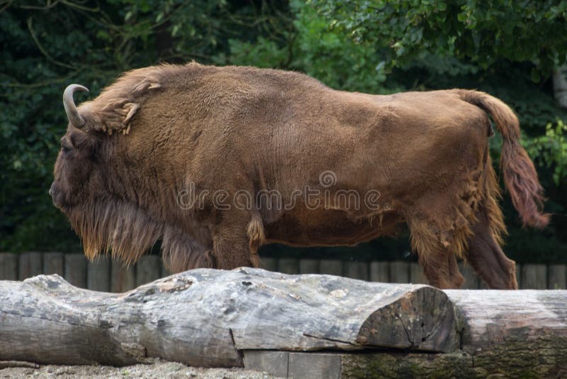 A buffalo stock image. Image of grazing, cape, african - 101840805