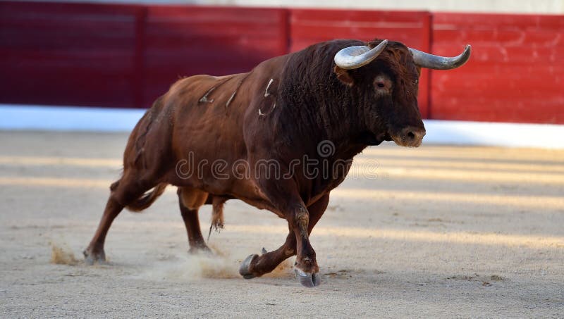 2,488 Angry Steer Stock Photos - Free & Royalty-Free Stock Photos from ...