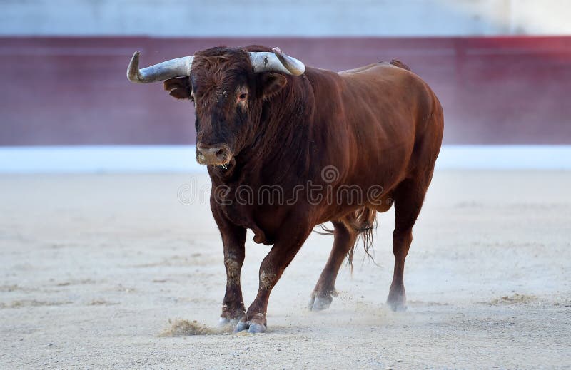 6,719 Strong Angry Bull Photos - Free & Royalty-Free Stock Photos from ...