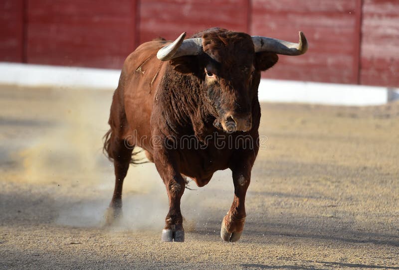 6,719 Strong Angry Bull Photos - Free & Royalty-Free Stock Photos from ...