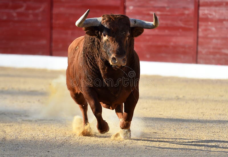 A Strong Bull with Big Horns Stock Photo - Image of bullfight, fierce ...