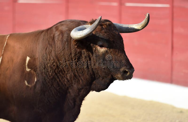 A Strong Bull with Big Horns Stock Photo - Image of fierce, risk: 196219956