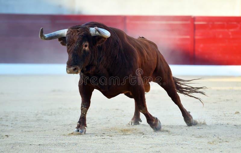 2,488 Angry Steer Stock Photos - Free & Royalty-Free Stock Photos from ...