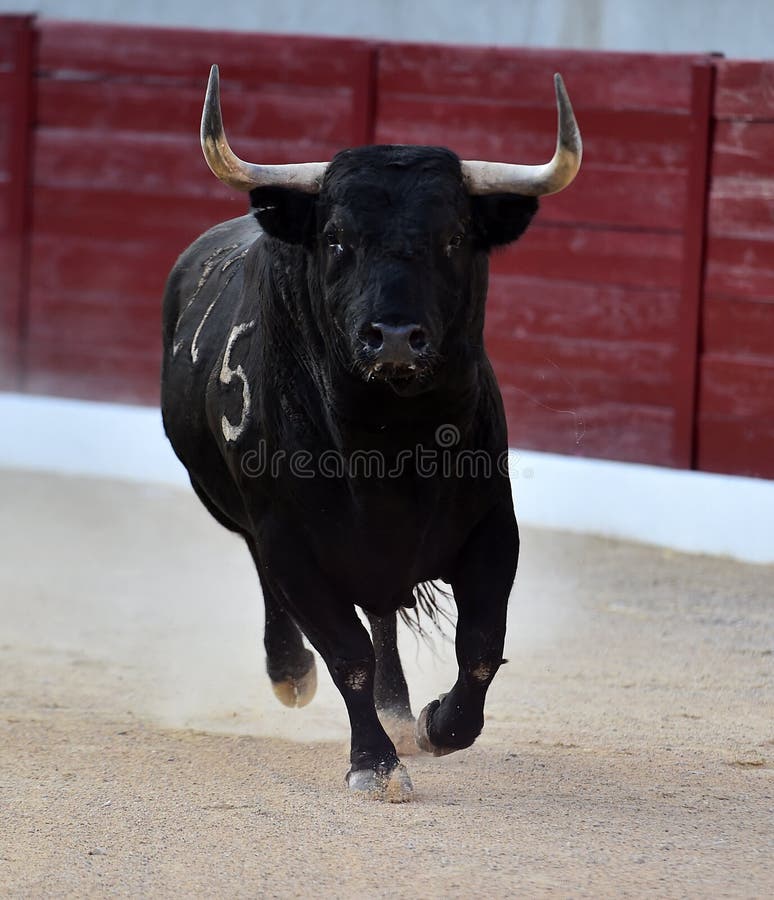 6,719 Strong Angry Bull Photos - Free & Royalty-Free Stock Photos from ...
