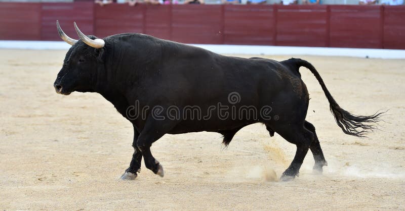 2,488 Angry Steer Stock Photos - Free & Royalty-Free Stock Photos from ...