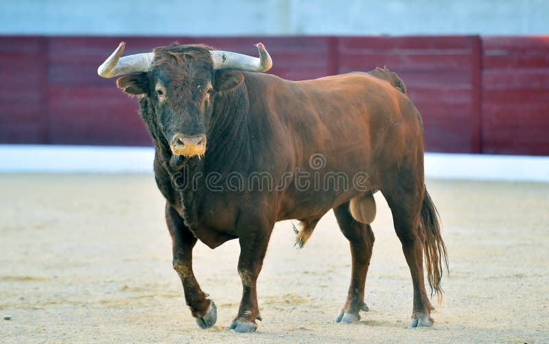 2,488 Angry Steer Stock Photos - Free & Royalty-Free Stock Photos from ...