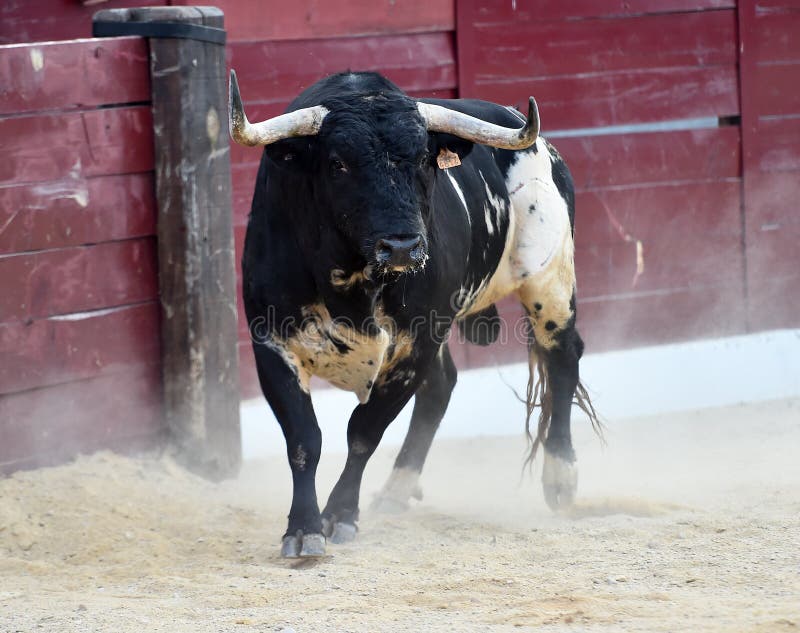 2,488 Angry Steer Stock Photos - Free & Royalty-Free Stock Photos from ...