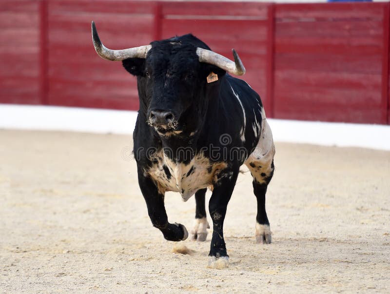 A Strong Bull with Big Horns Editorial Photo - Image of fierce, emotion ...