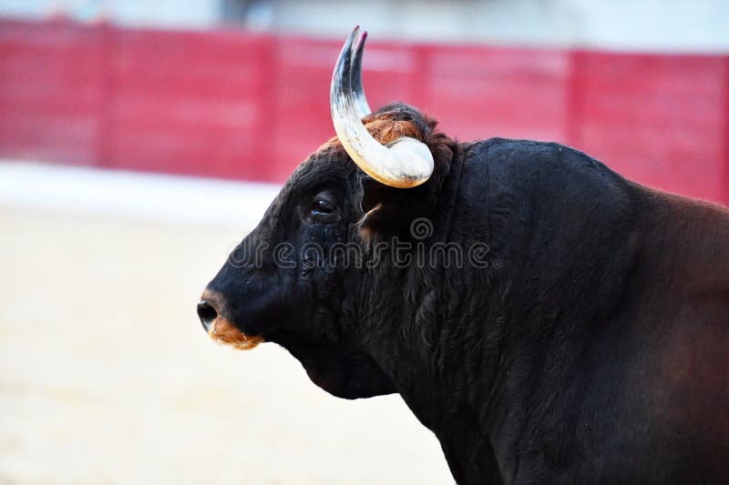 6,719 Strong Angry Bull Photos - Free & Royalty-Free Stock Photos from ...