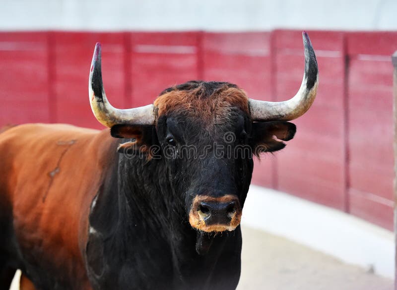A Strong Bull with Big Horns Stock Image - Image of dangerous, powerful ...