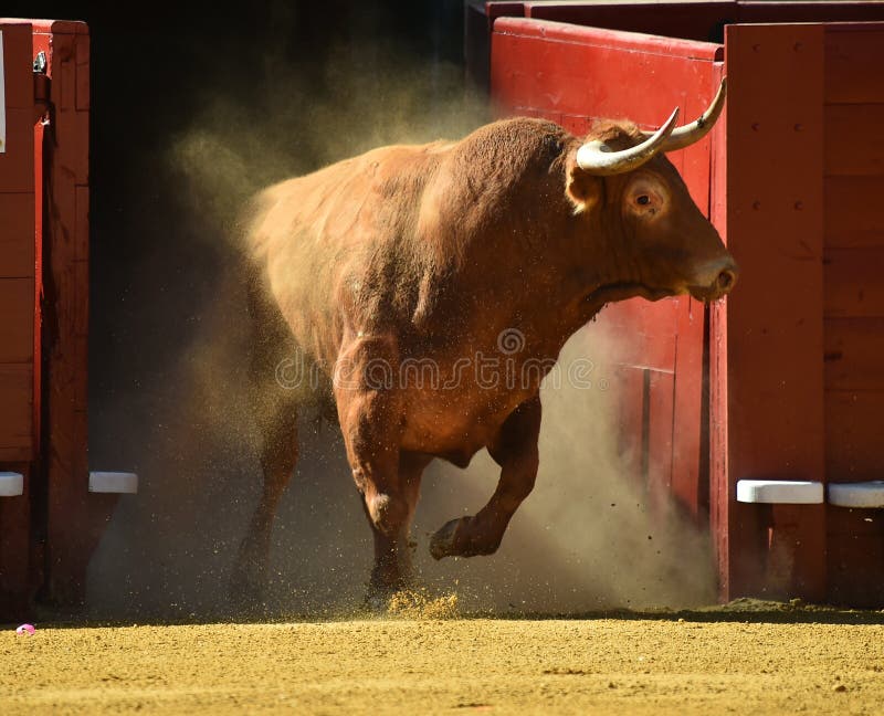 Strong Bull in the Bullring with Big Horns Stock Image - Image of arena ...