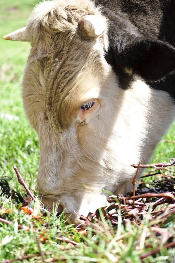 Strong Bull Eating Flowers Picture. Image: 17592356