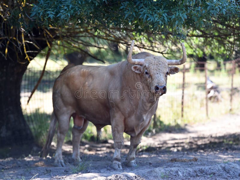 A Strong Bull in the Spanish Cattle Raising Stock Image - Image of ...