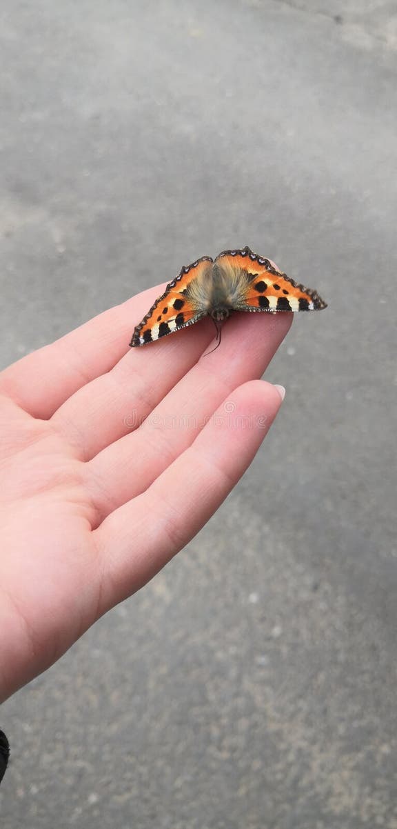 Strong butterfly stock image. Image of unique, beautiful - 187388049