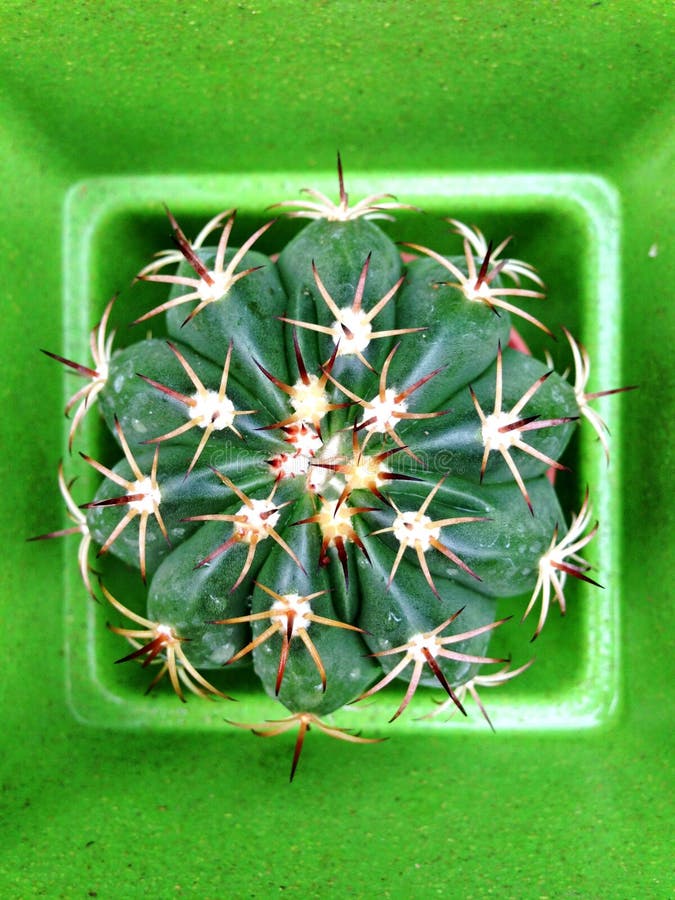 Strong cactus stock image. Image of plant, home, rocks - 83370681