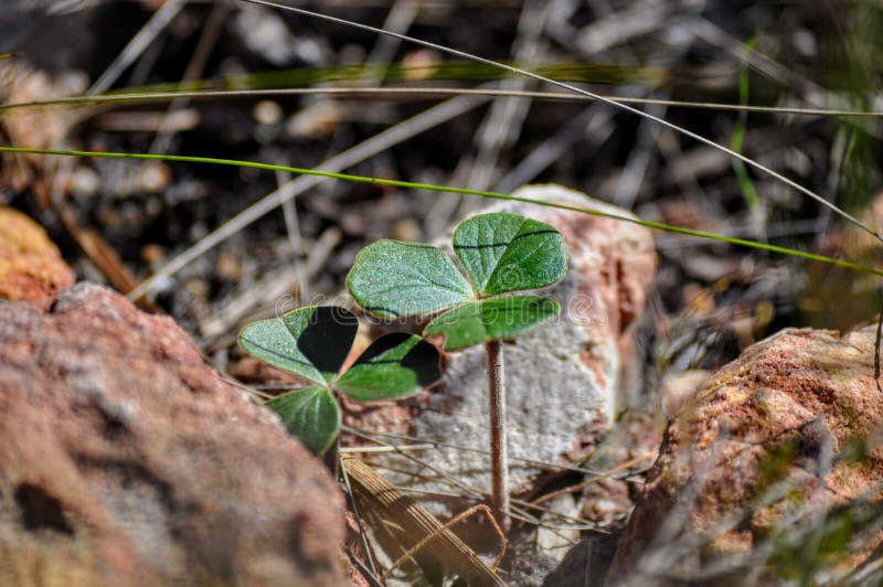 Strong clover stock photo. Image of strong, spotted - 121704726