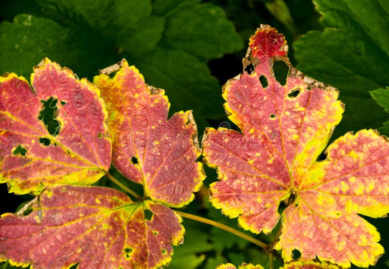 A Strong Coloured Maple Leaf in the Sun of Autumn Stock Photo - Image ...