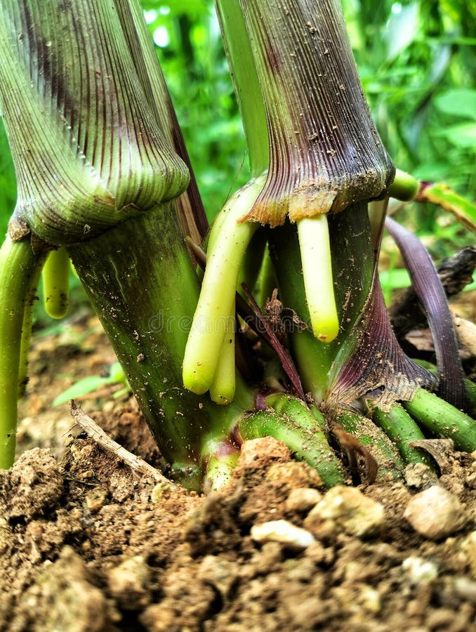 Strong corn tree roots stock photo. Image of agriculture - 354877184