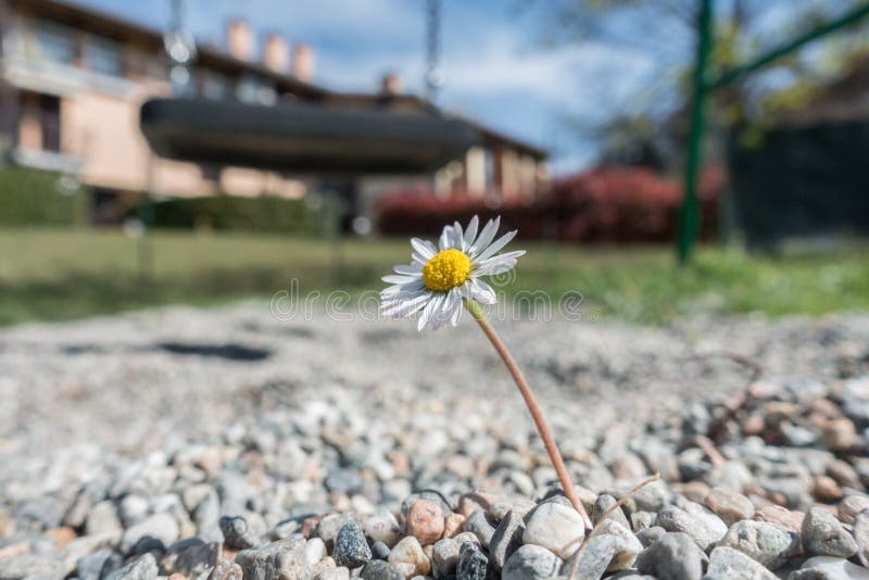 Daisy and Stones stock image. Image of happy, flower, greeting - 2327567