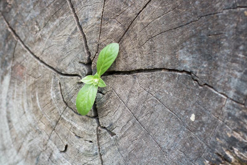 Strong and Development As Business and Success Concept Stock Image ...