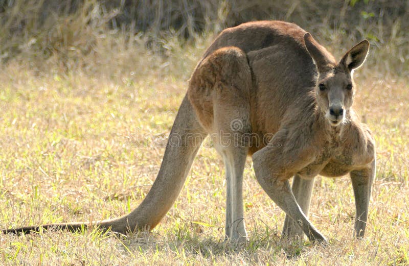 Strong Eastern Grey Kangaroo Spotted in the Wild Stock Image - Image of ...