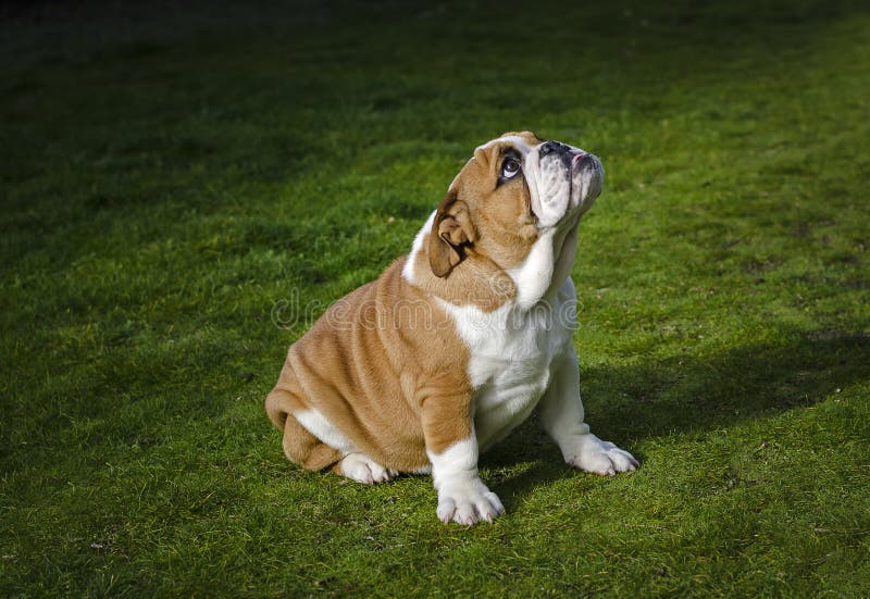Are English Bulldogs Strong