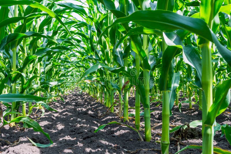 Strong, Even Corn Plants on the Field, in the Phase of the Formation of ...