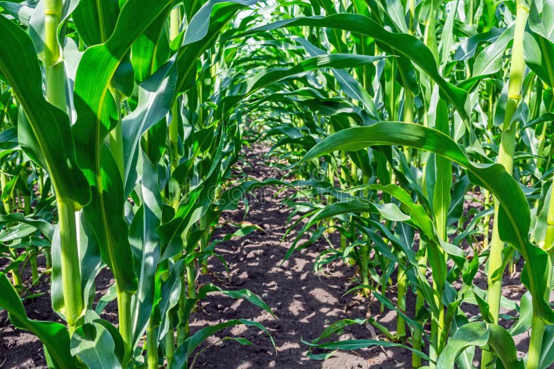 Strong, Even Corn Plants on the Field, in the Phase of the Formation of ...