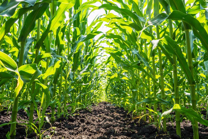Strong, Even Corn Plants on the Field, in the Phase of the Formation of ...