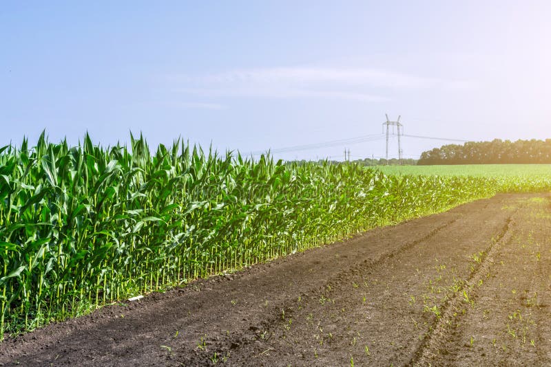 Strong, Even Corn Plants on the Field, in the Phase of the Formation of ...