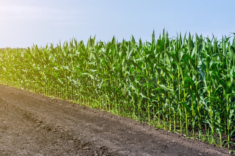 Strong, Even Corn Plants on the Field, in the Phase of the Formation of ...